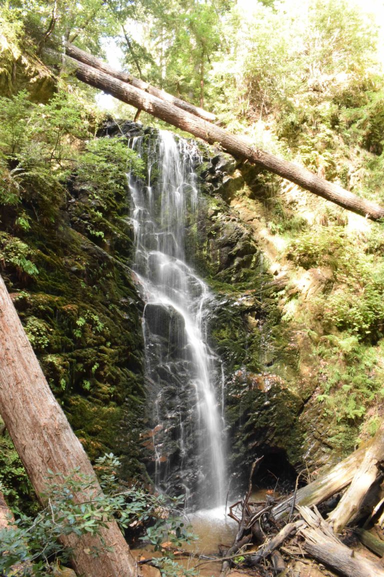 Hike to Big Basin Redwoods State Park – Berkeley Lab Postdoc Association